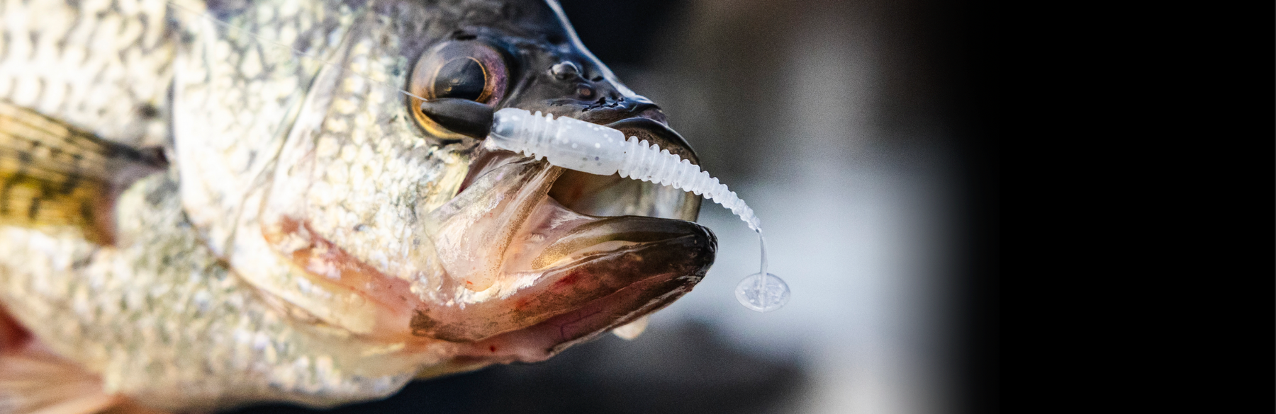 Eurotackle | Innovating Fishing Lures & Tackle