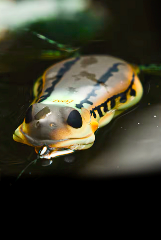 Eurotackle | Innovating Fishing Lures & Tackle